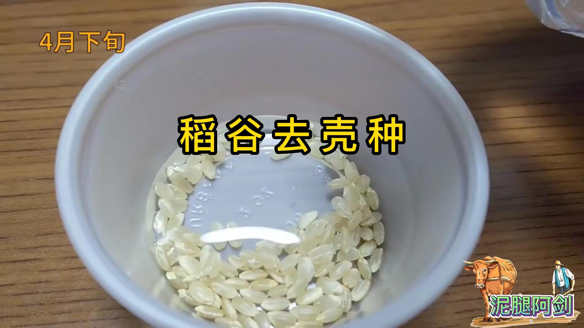 你敢相信吗?煮饭的大米竟然能种出水稻