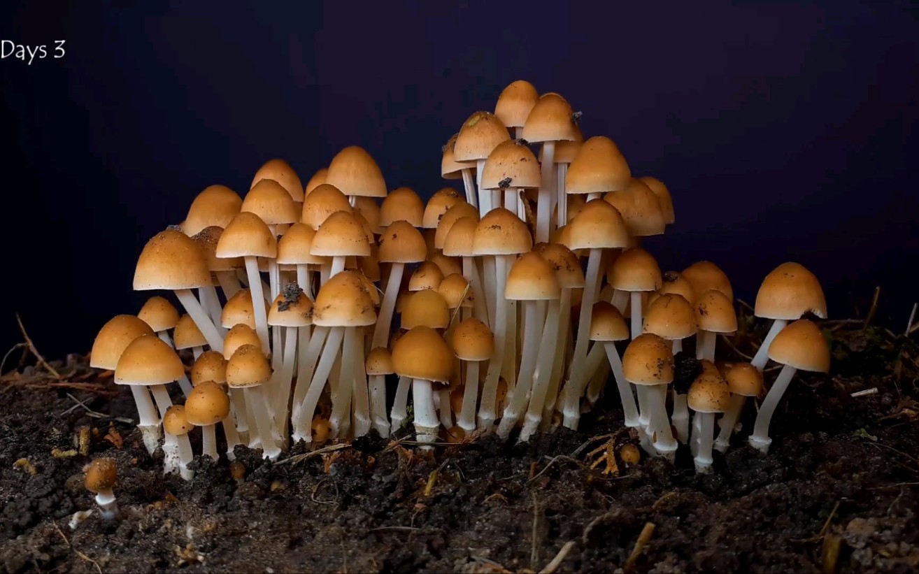 生命如此奇妙,各种植物生长过程全记录,延时摄影