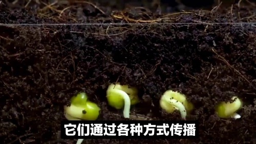 植物的种子是怎样进行传播的?