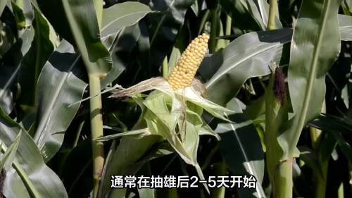 玉米从开花到成熟:一场时光孕育丰收的旅程