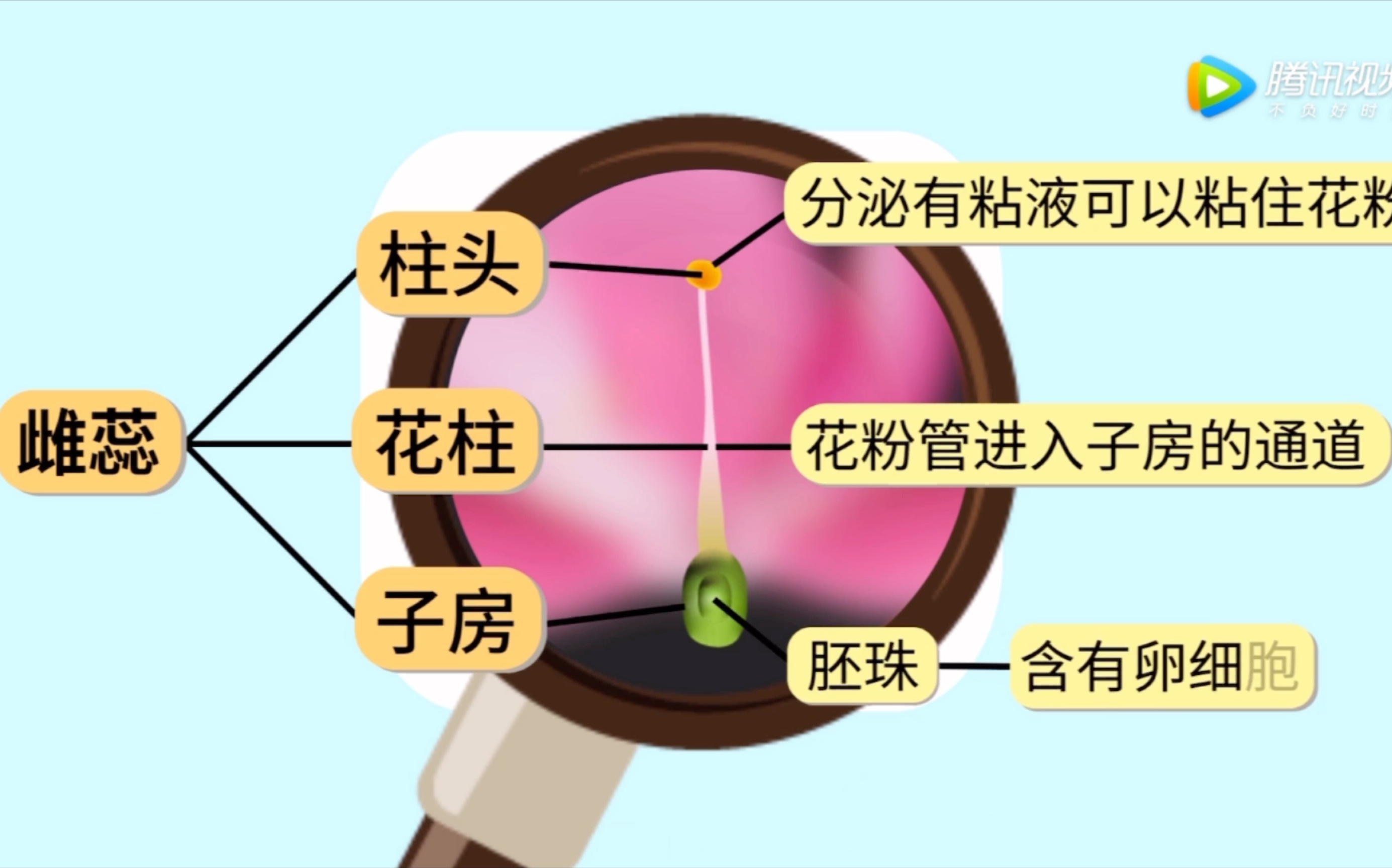 科学拓展知识——植物的一生——认识花的结构及其功能特点