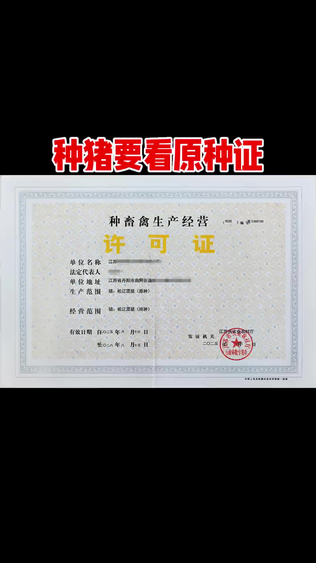 #养猪人加油干 #专业的人做专业的事 种猪要看种畜禽经营许可证,1700...