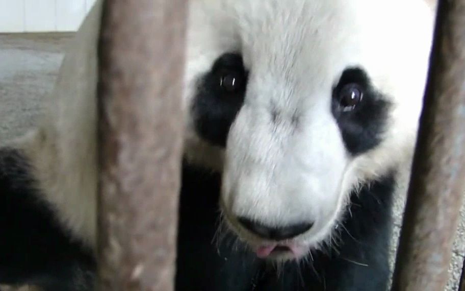 【泰山回国初期的情景,让粉丝心疼】1.阮女士受华动粉委托,2010年10...