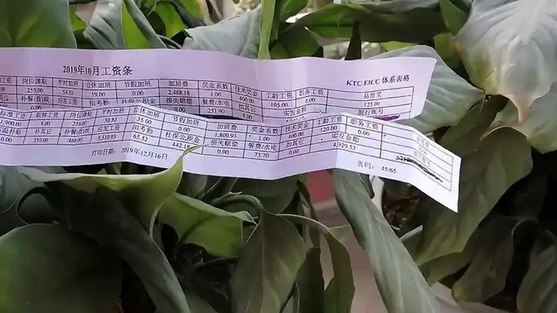 工资发放时间背后的秘密:如何识别单位的类型与规模