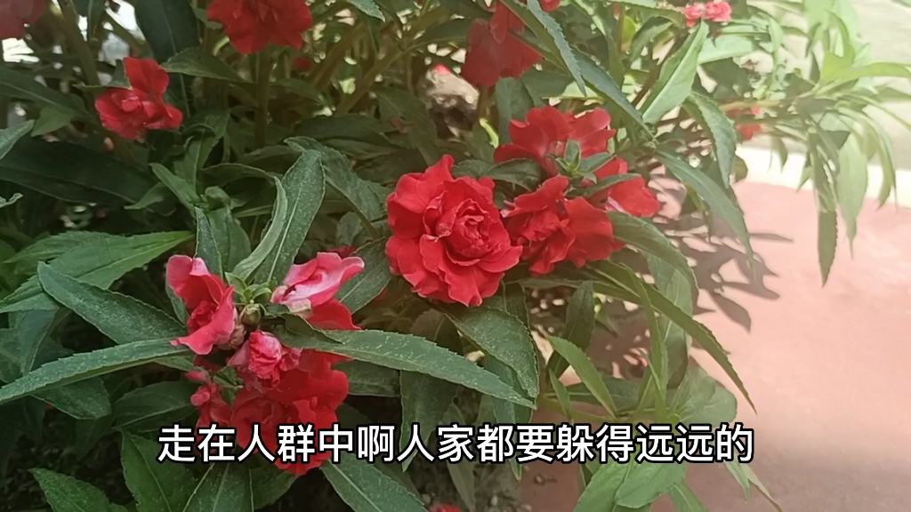 凤仙花又叫指甲花,它有很多厉害妙用,解决很多人生活中的烦恼