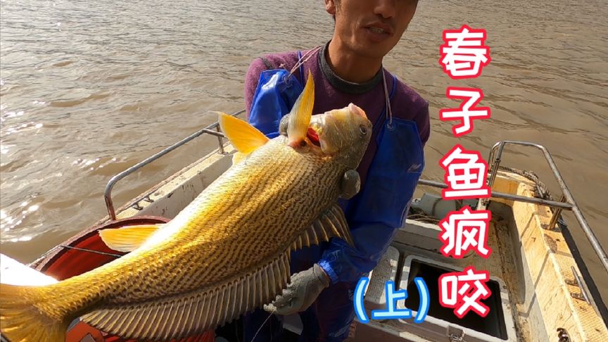 天气转暖海货疯狂咬钩,20筐排钩全部下到春子的老巢,拉鱼到手酸