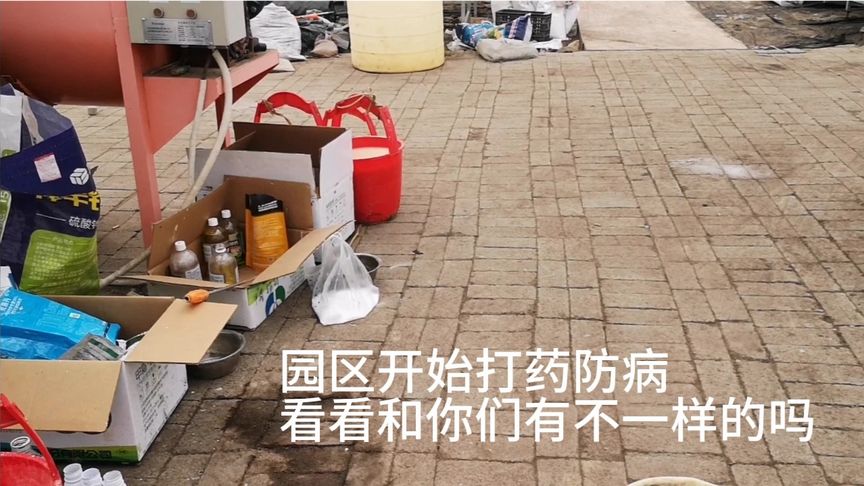 蔬菜种植,我打第一次药就开始加硼肥,这样有很多好处
