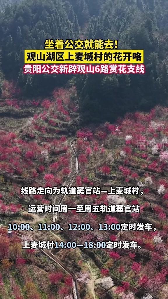 坐着公交就能去!观山湖区上麦城村的花开咯,贵阳公交新辟观山6路赏花...