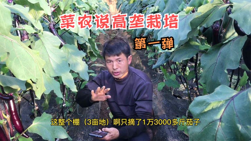没有对比没有伤害!菜农如此评价这种栽培技术,了解一下有备无患
