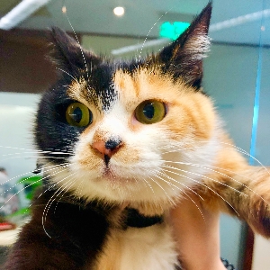 拾分video工作室的猫 