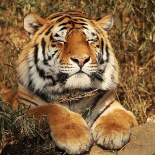 真游泳的猫