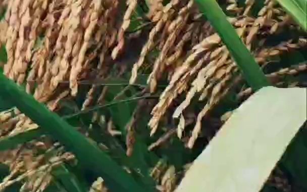 高产水稻品种 优质水稻种国家优质稻 优质高产杂交水稻新品种