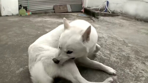 狗狗疯狂撕咬自己,大腿被咬千疮百孔