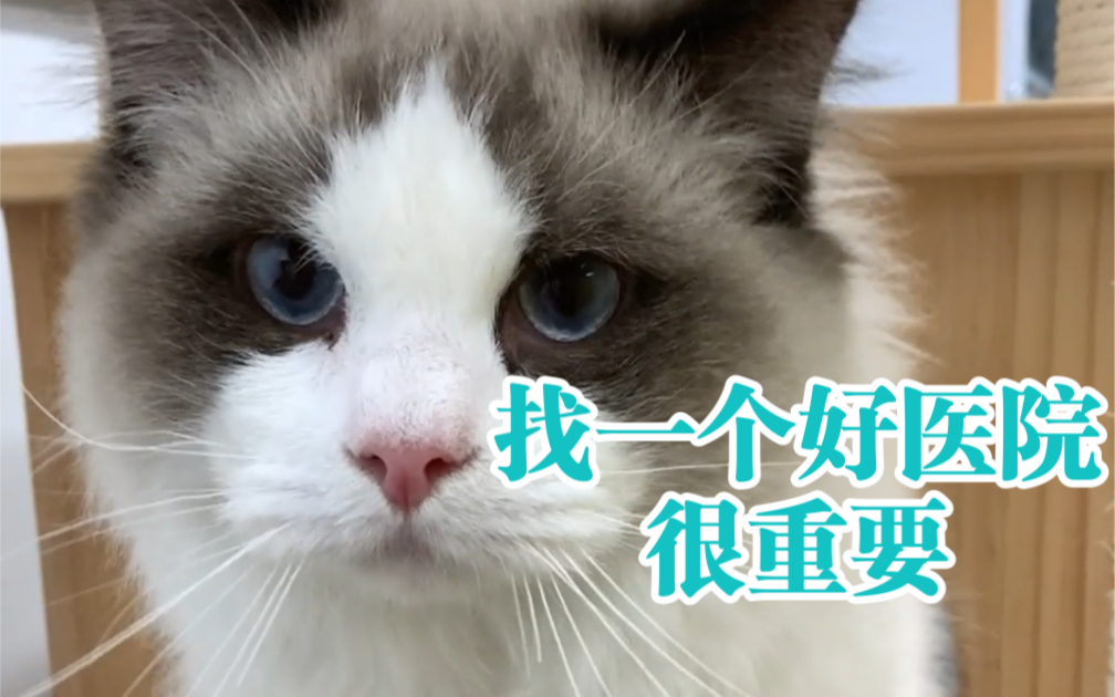 找一个好宠物医院很重要