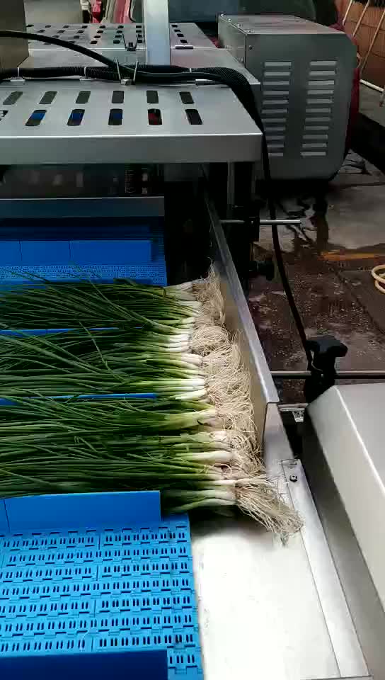 这样的机器你见过吗大型切根机批量切小葱根