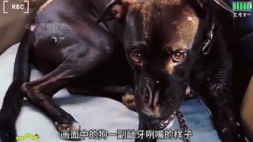 狂犬病发作的狗有多可怕?最后画面让人心惊胆战,看完倒吸一口凉气!
