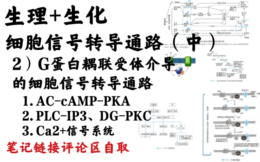 细胞信号转导通路(中):G蛋白耦联受体介导的细胞信号转导通路