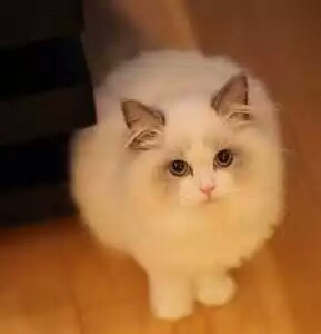 茉小茗 