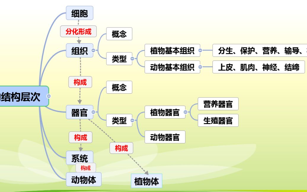 中考生物一轮复习-3生物体的结构层次