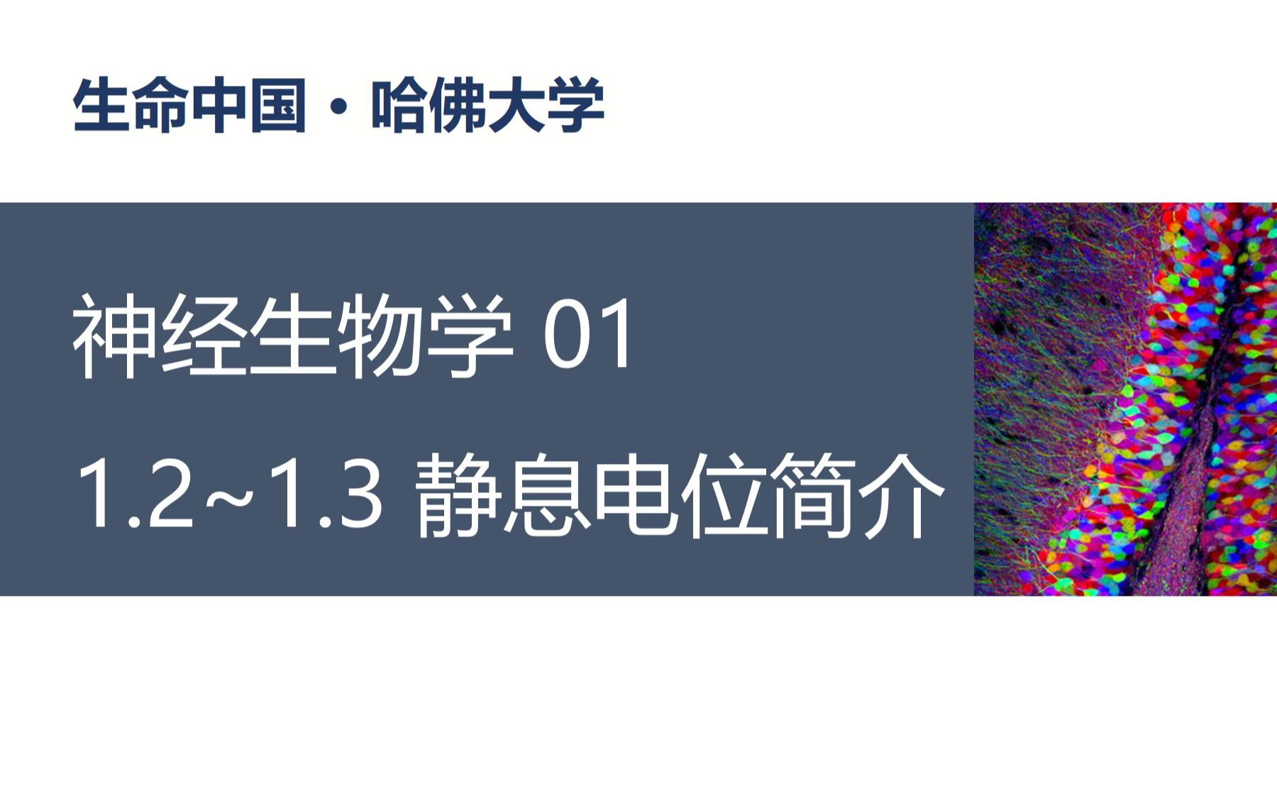 【神经】1.2~1.3 静息电位简介