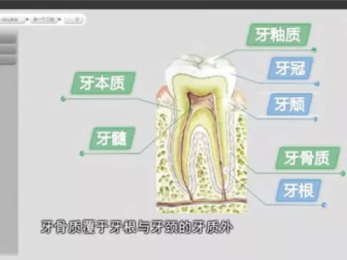 《人体系统解剖学》第3章、消化系统1-2口腔
