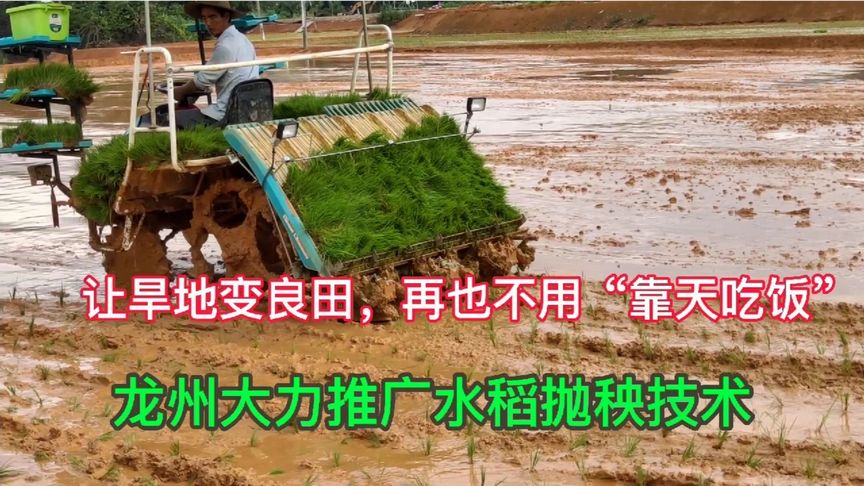 广西龙州大力推广水稻抛秧技术,让旱地变良田,再也不用靠天吃饭
