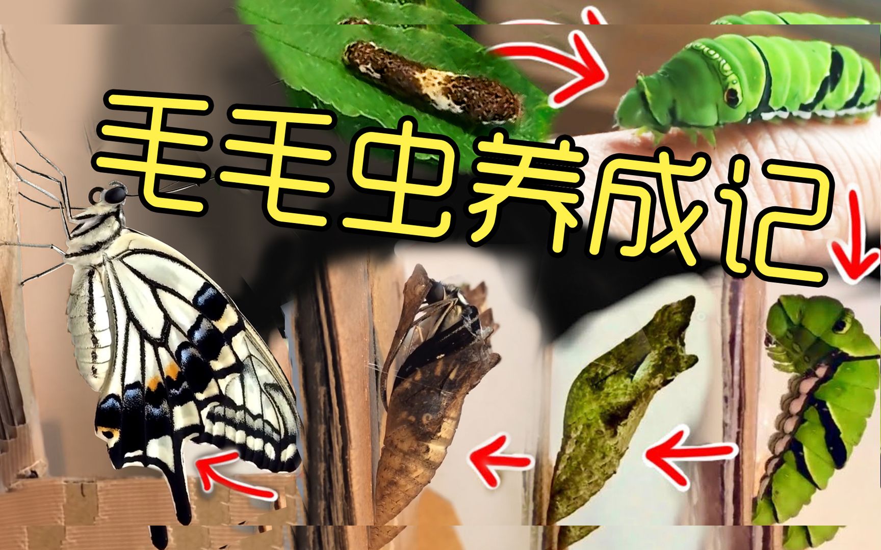 毛毛虫成长记 历经20天记录毛毛虫变蝴蝶的过程 超有趣超解压