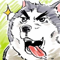 不会剪辑的哈士奇 