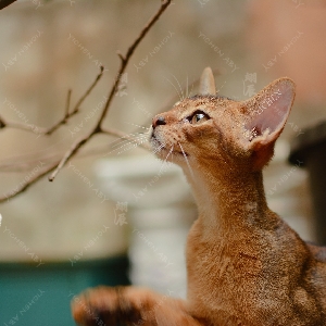 一笑的阿比西尼亚猫 