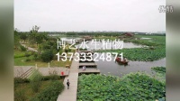 2014湿地植物种植现场与成功案例 种植技术咨询参考价格