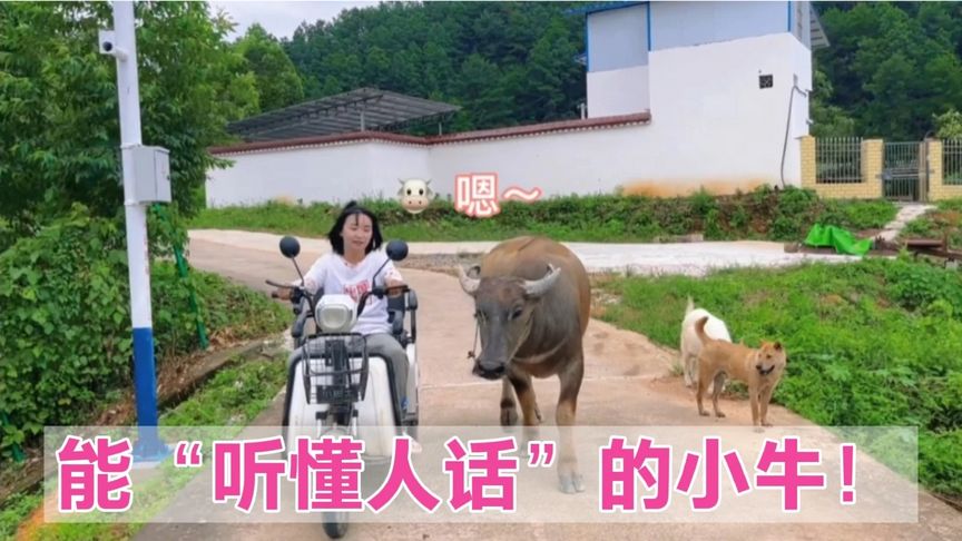 广西女孩养了一头能听懂人话的牛,朝夕相处,堪比牛郎织女再现!
