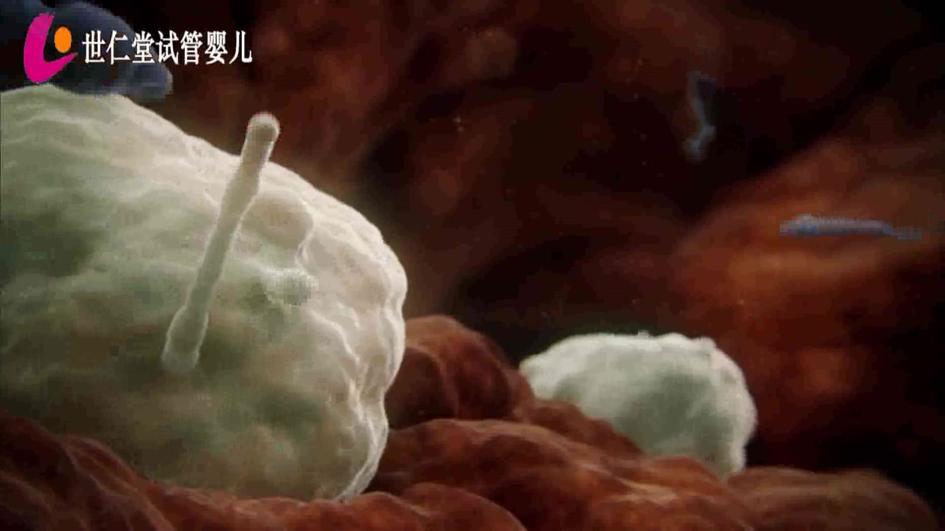 生命的前传,一个婴儿是如何诞生的