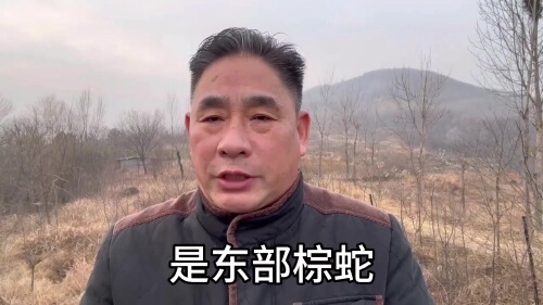 哪种蛇是世界毒蛇第三名