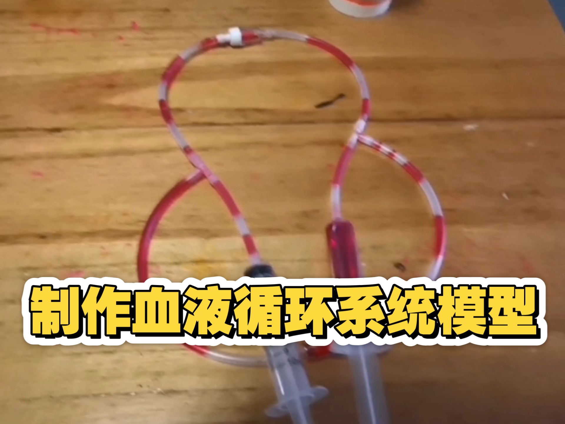 【科学小实验】血液是如何在体内循环的(制作血液循环模型)#九上科学