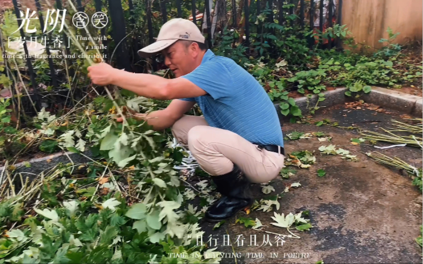 龙山湖小学端午时节送艾叶活动,校园有“爱”,弘扬传统文化