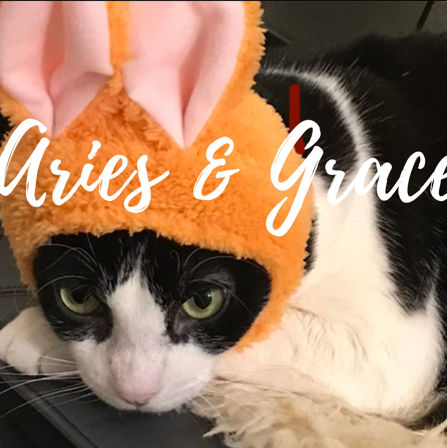 Aries_Grace的金融学 