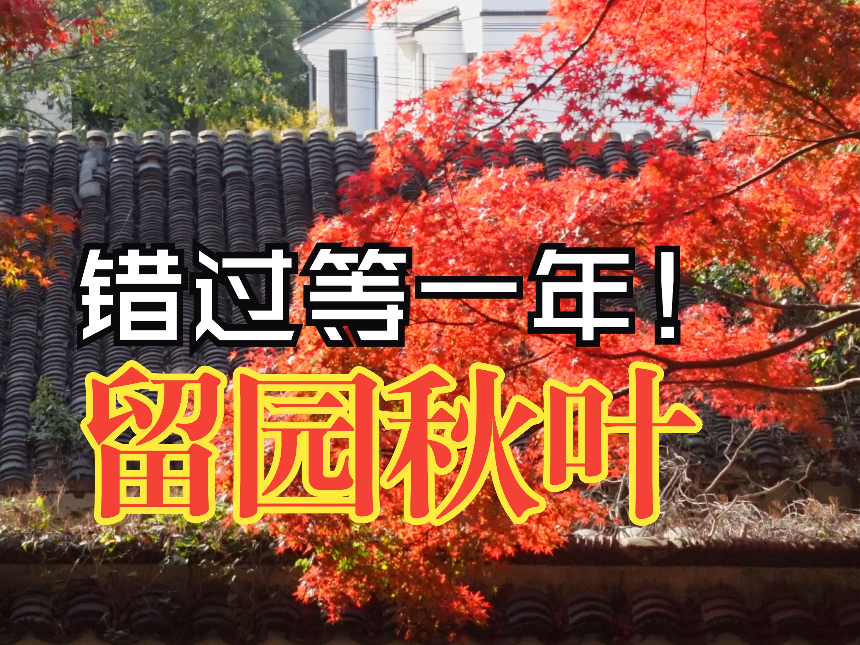 【4k】12.08盛况,留园秋叶红啦!