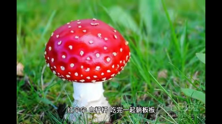 红伞伞白杆杆吃完一起躺板板儿歌