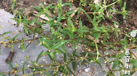 清热解毒、黄疸、肿毒、烫伤?这个草药试试,农村常见,效果奇好