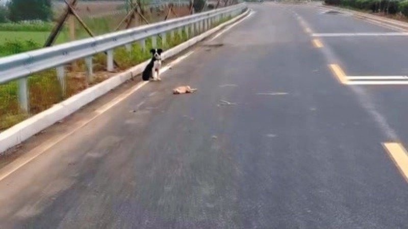 感动!小狗被车撞死另一只小狗在一旁守护,小伙拍下感人一幕