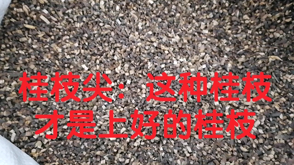 桂枝尖:这种桂枝才是上好的桂枝