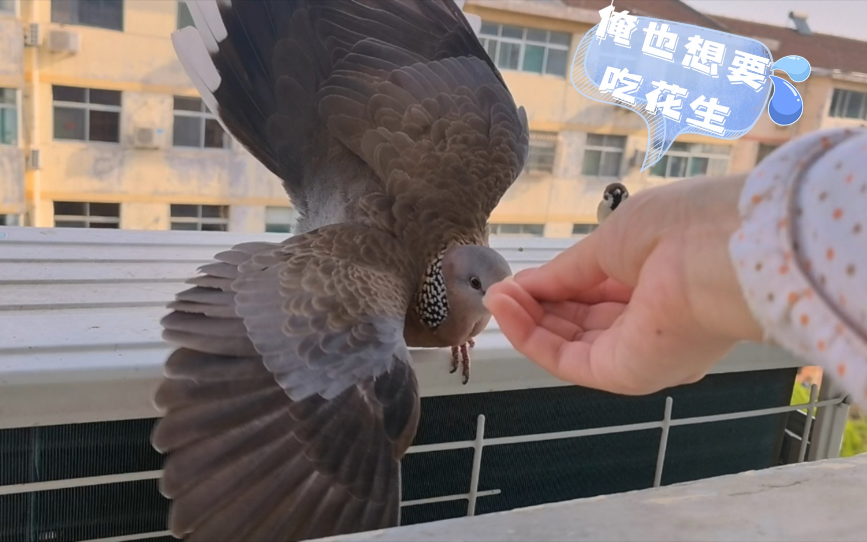 不怕人的野生斑鸠表演高难度杂技试要饭饭~
