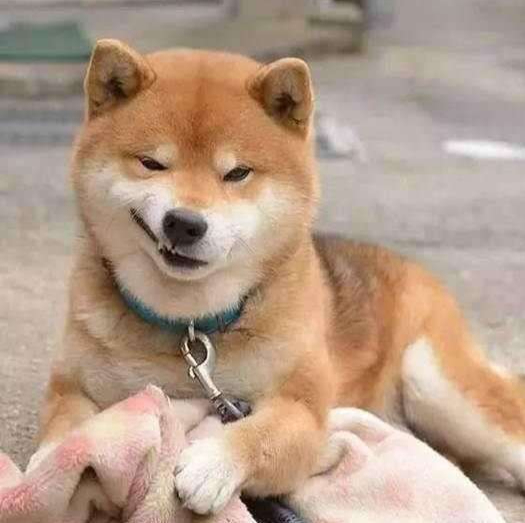 屠龙观 