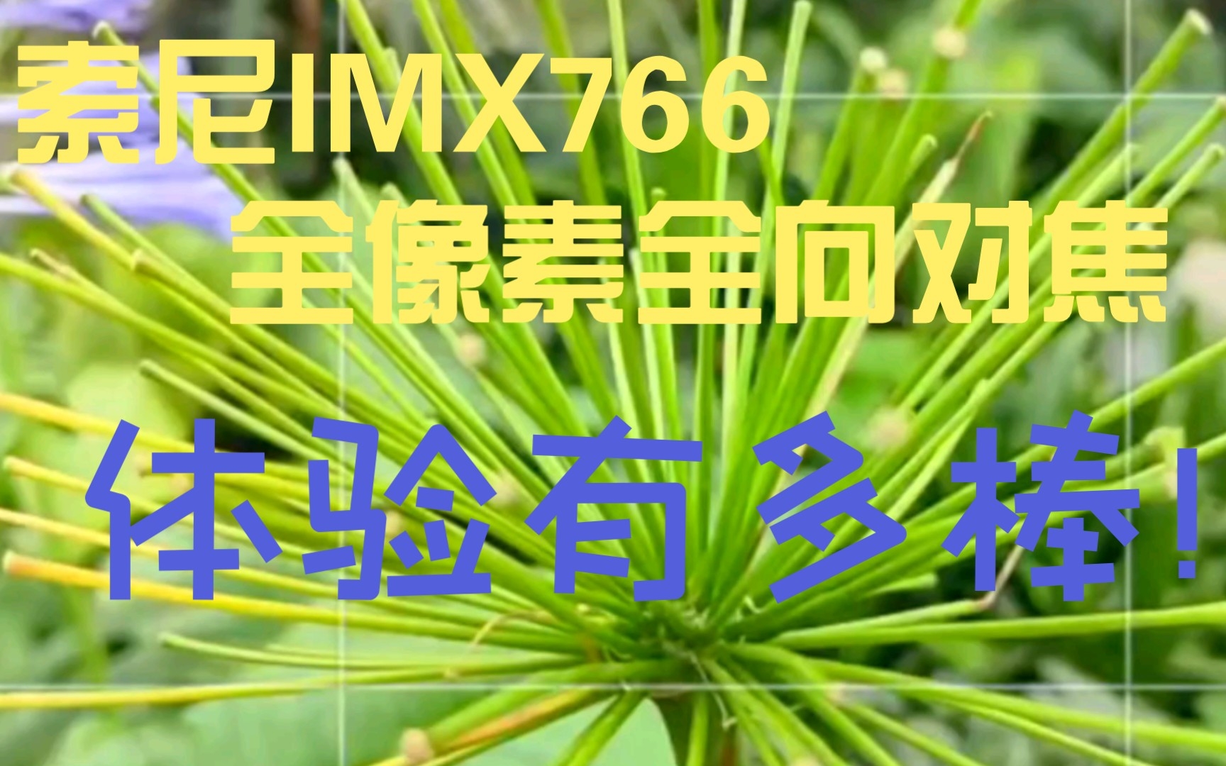 盘点手机黑科技 I 索尼IMX766全像素全向对焦拍照体验有多棒!