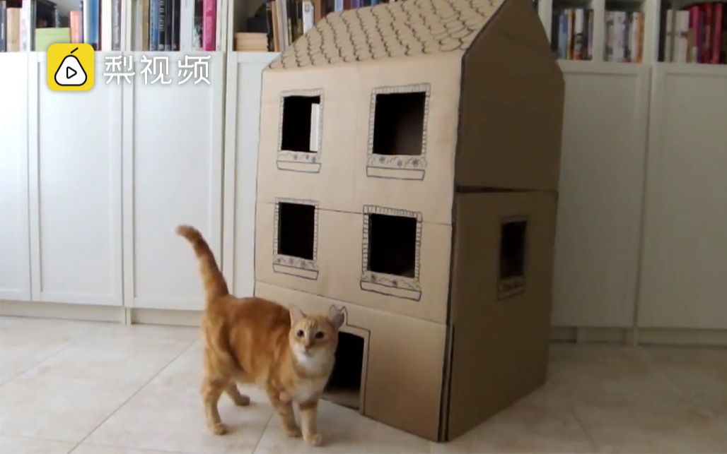 实用!教你用纸箱给喵主子做房子