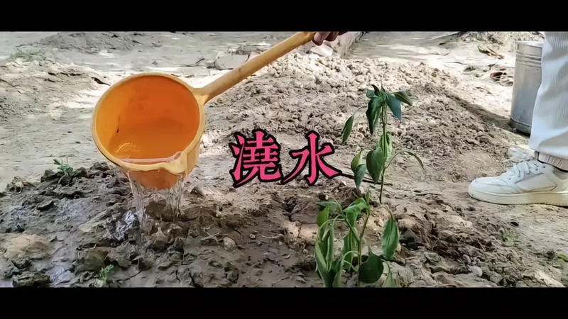 辣椒生长记