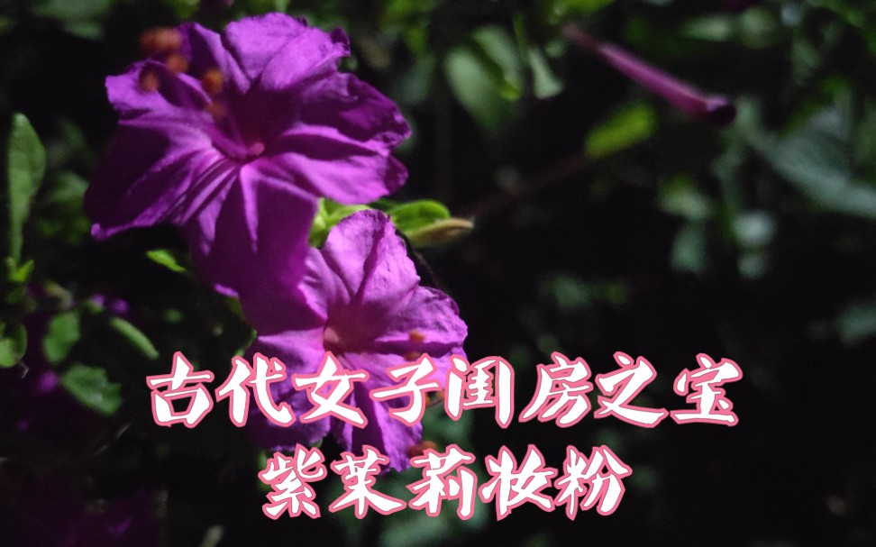 【紫茉莉妆粉】自制古代女子妆粉之紫茉莉珍珠粉,童年常采的地雷...