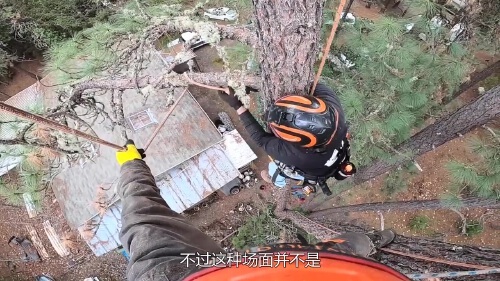 数十米高的树木砍伐,为什么工人不从底部开始,反而要爬到树顶?