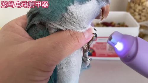 宠鸟电动磨甲器猫猫狗狗都可以磨甲用啊