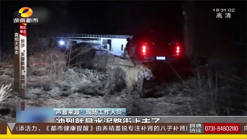 黑龙江:野生东北虎进村,扑伤村民拍坏车窗,4针麻醉终于倒下!